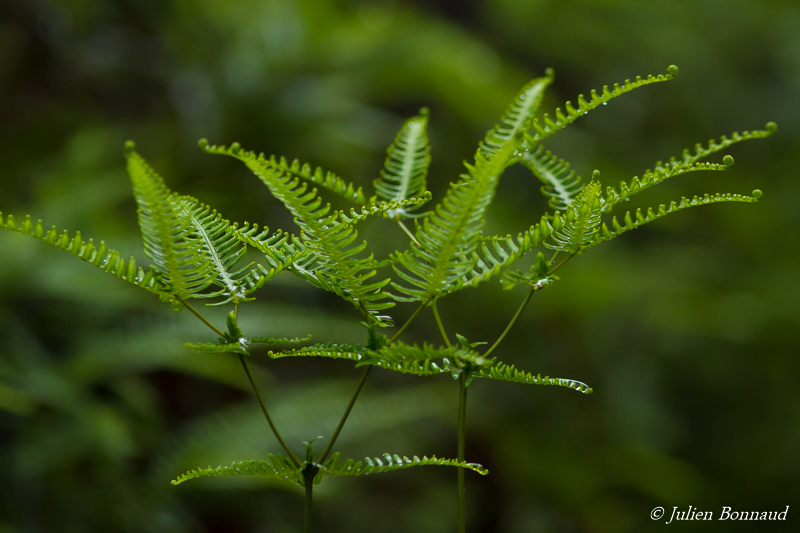 Flore de Guyane - Photos naturalistes