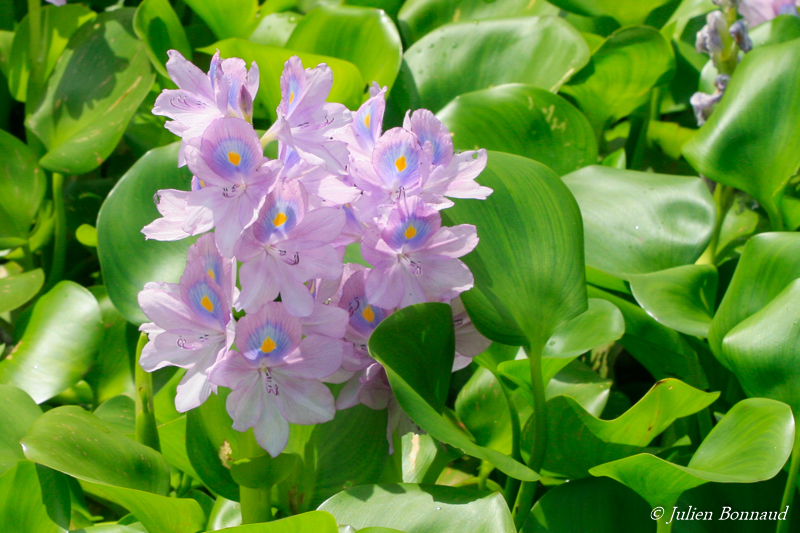 Flore de Guyane - Faune-Flore.fr