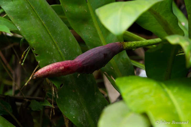 Flore de Guyane - Photos naturalistes