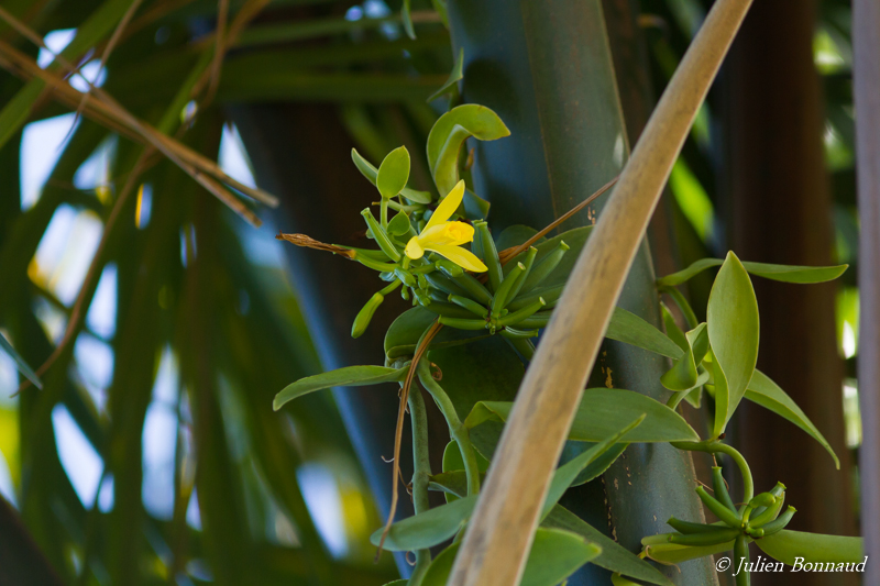 Flore de Guyane - Faune-Flore.fr