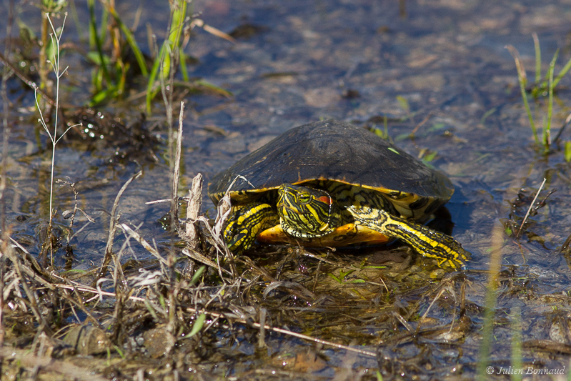 Trachémyde écrite — Trachemys scripta (Thunberg in Schoepff, 1792 ...