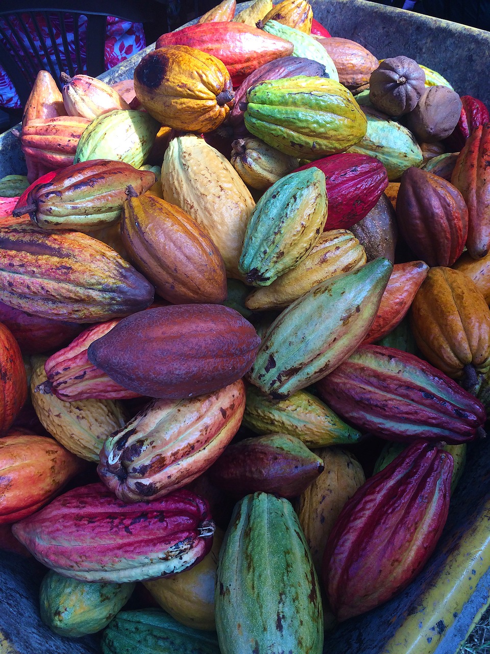 Fruits confits - Gaby et la chocolaterie | bio Montpellier