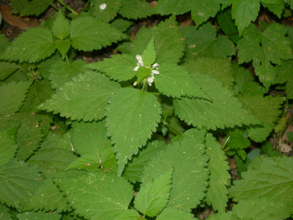 lamium album -- lamio bianco - laviaverdes jimdo page!