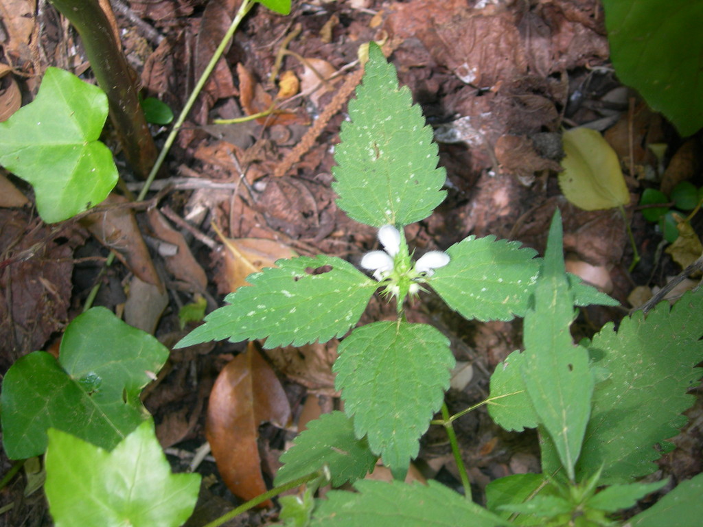 lamium album -- lamio bianco - laviaverdes jimdo page!