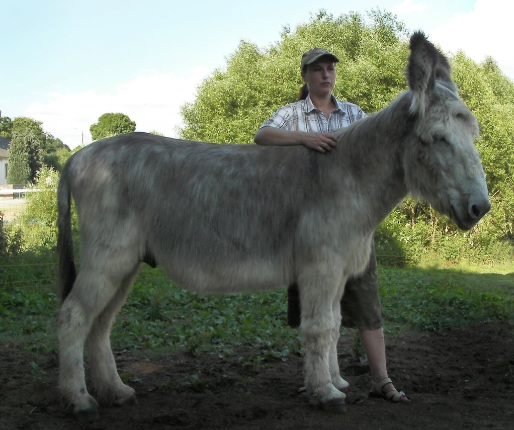 Esel-Rassen - Wanderungen, Kurse, Shows, Ausbildung, Workshops und Trekking