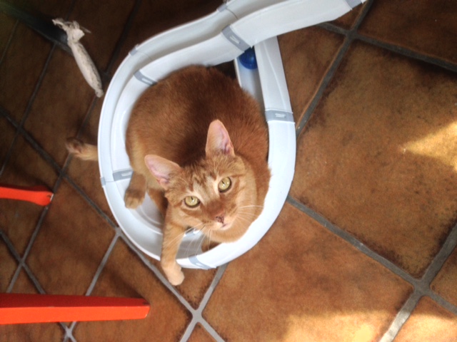 GROBI - FELV+ - VERMITTELT - handicapcats.ch - ein Herz für Handicap ...