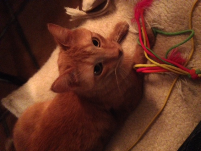 GROBI - FELV+ - VERMITTELT - handicapcats.ch - ein Herz für Handicap ...