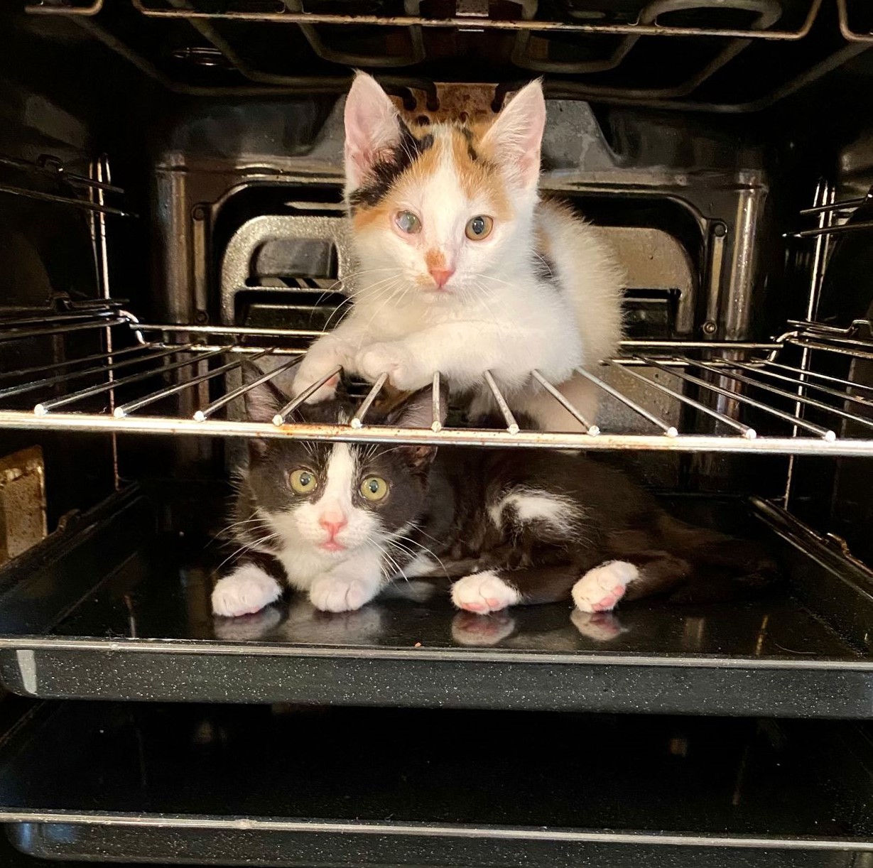 DANTE UND CLEOPATRA – CHRONISCHER SCHNUPFEN - VERMITTELT - handicapcats ...