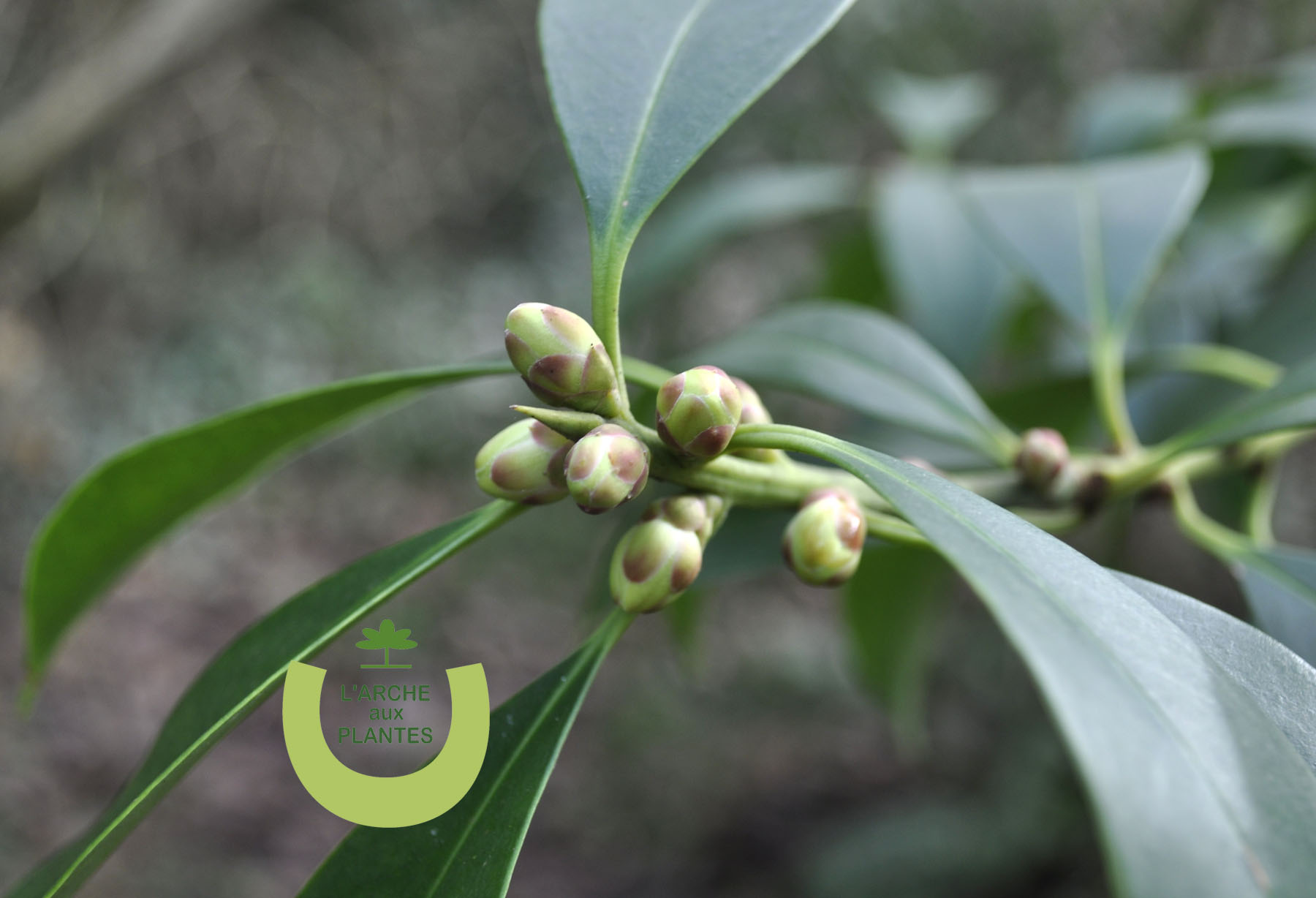 FEVRIER - Illicium simonsii - arche aux plantes