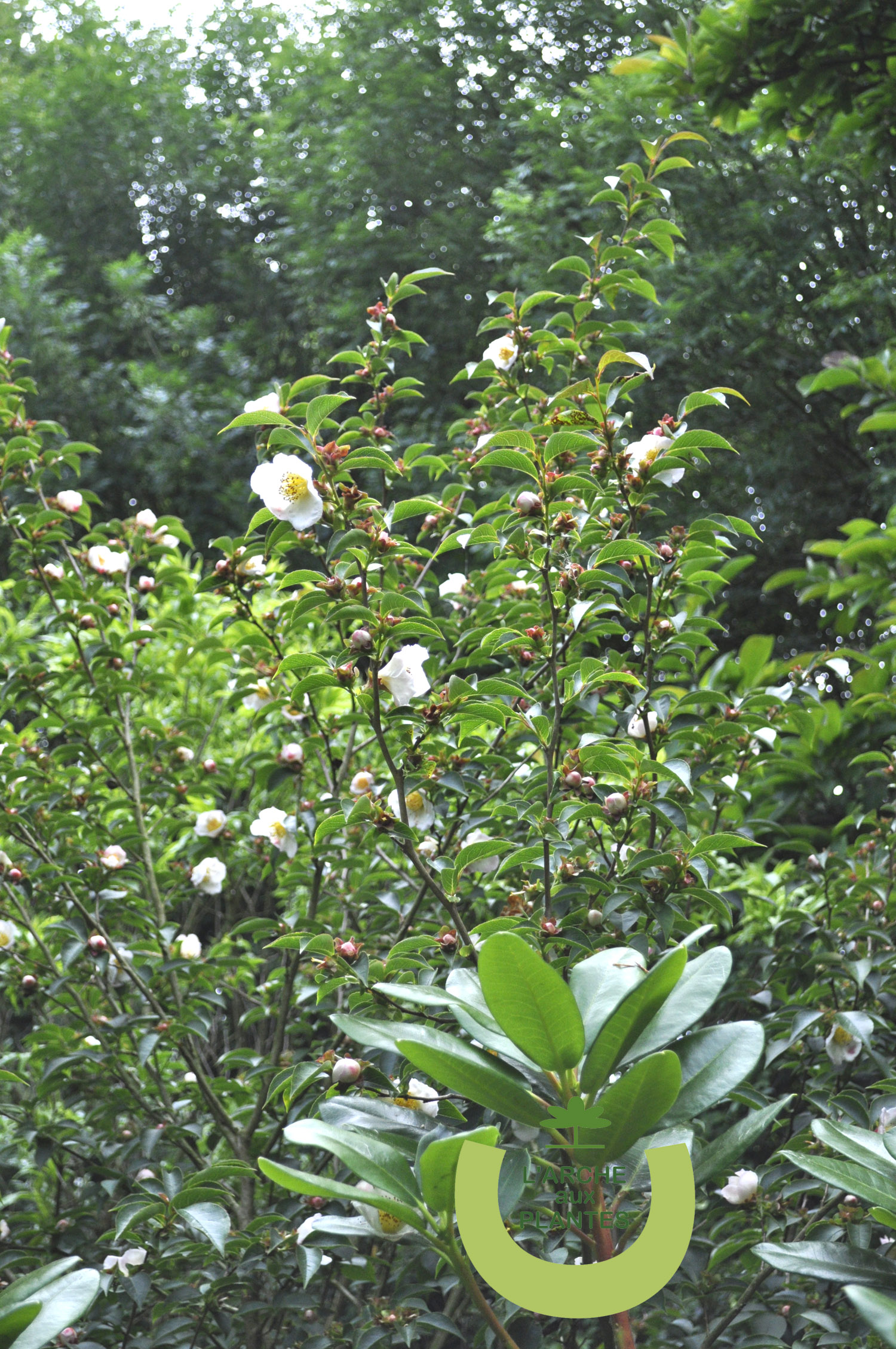 JUIN - Stewartia rostrata - arche aux plantes