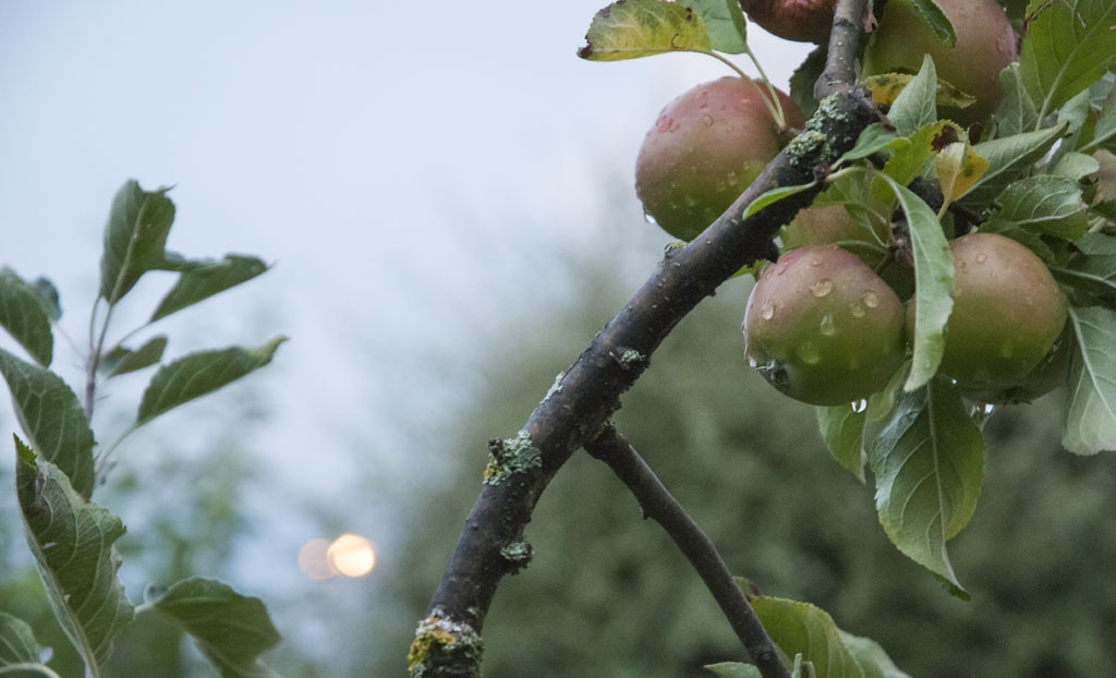 Jahreswettbewerb 2016 - REGEN - - fotoclub-murten Webseite!
