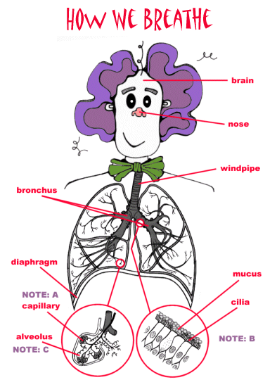 Respiratory System - TIC in Bilingual Classroom at CEIP Monte Albo