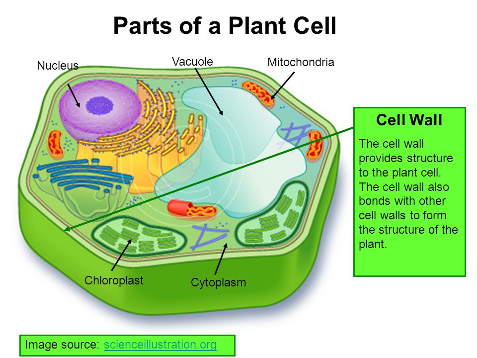 Plant cell - TIC in Bilingual Classroom at CEIP Monte Albo