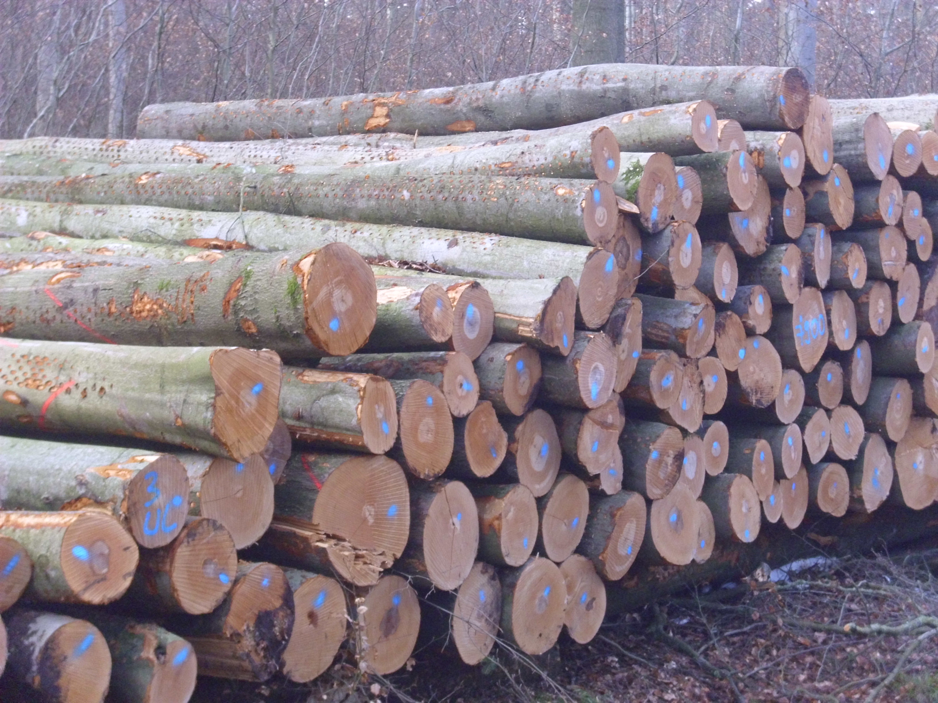 Buchen Stammholz ab 54€/RM LKW Ladungen - von holzhandel-hoermann.de