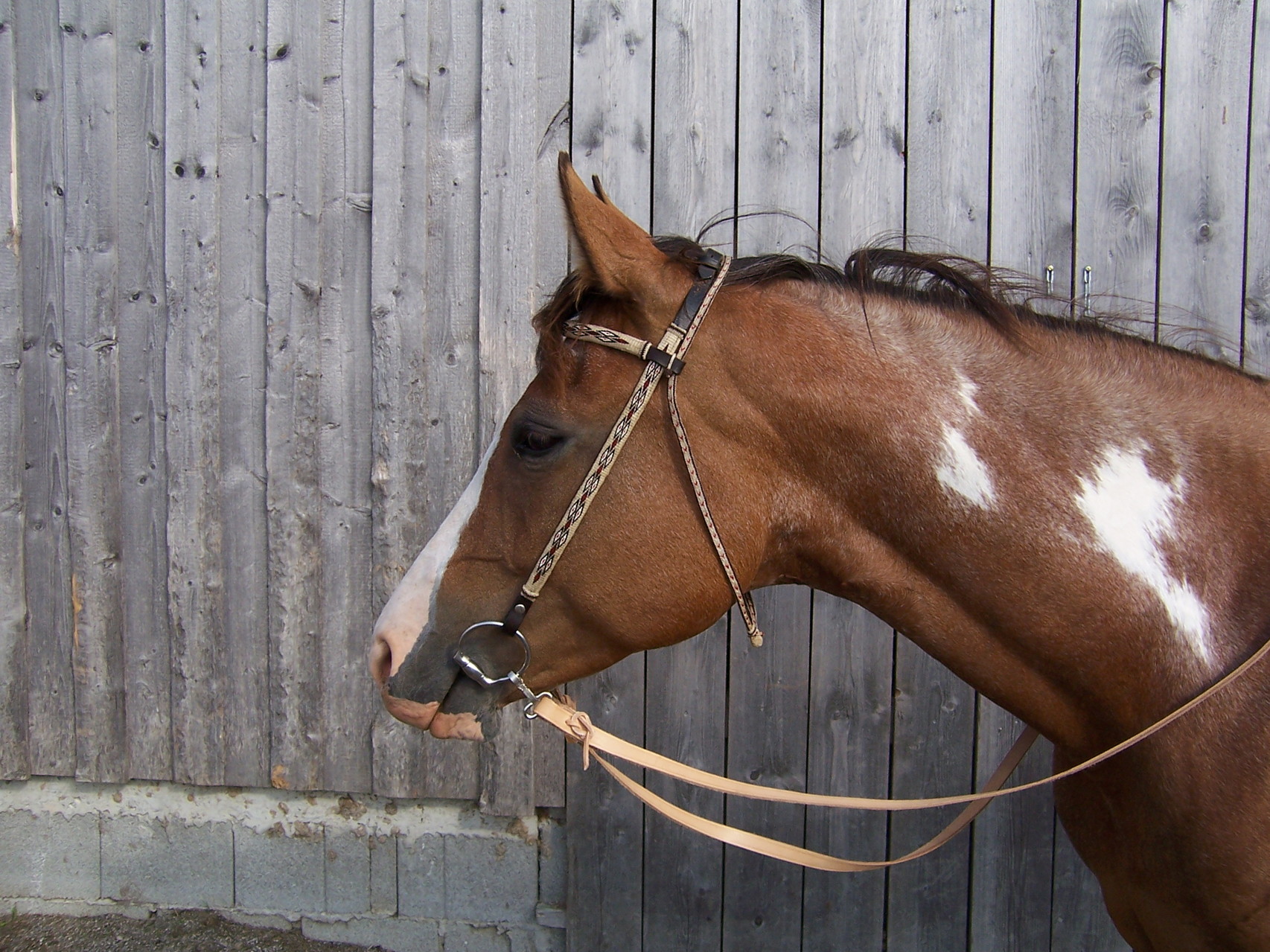 Zubehör für Pferde - kreatives-aus-pferdehaars Webseite!