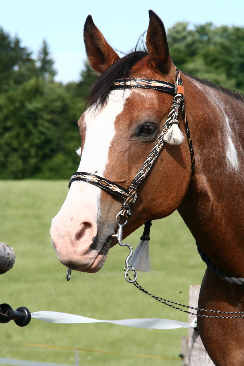 Zubehör für Pferde - kreatives-aus-pferdehaars Webseite!