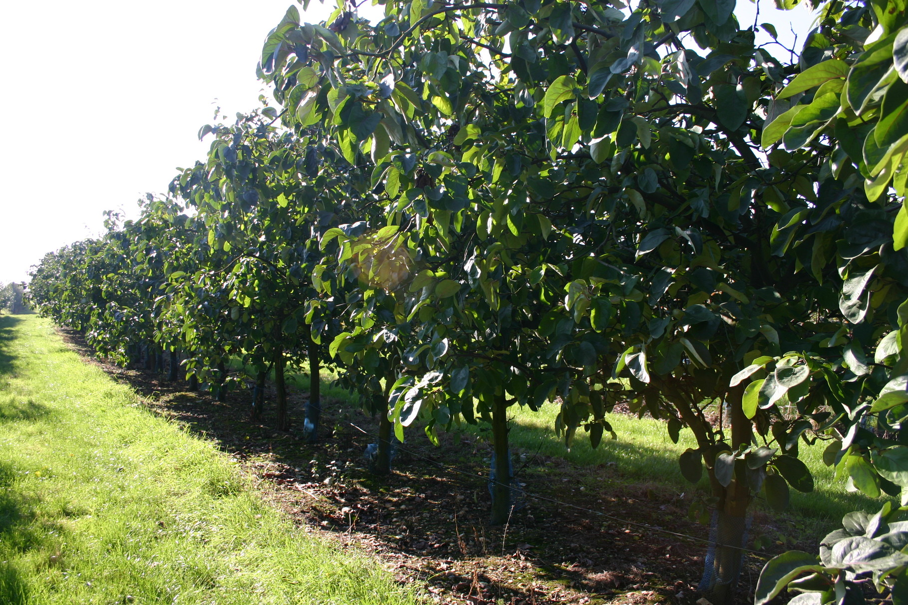 Les vergers - Le site des Vergers de Noslon