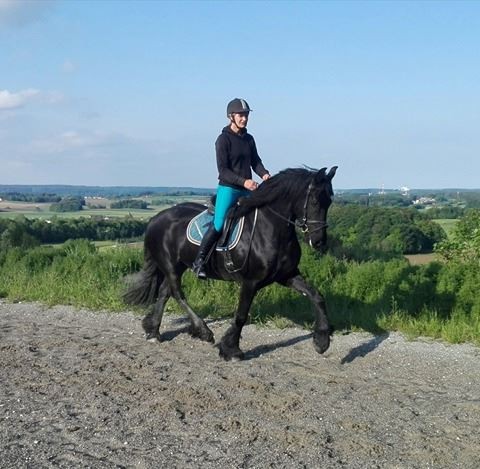 Referenzen - barockhengste.at