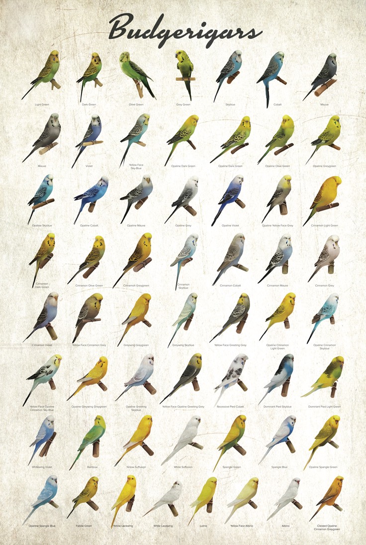 Tabla De Colores De Periquitos Rastreador De Tareas Para Pájaros,