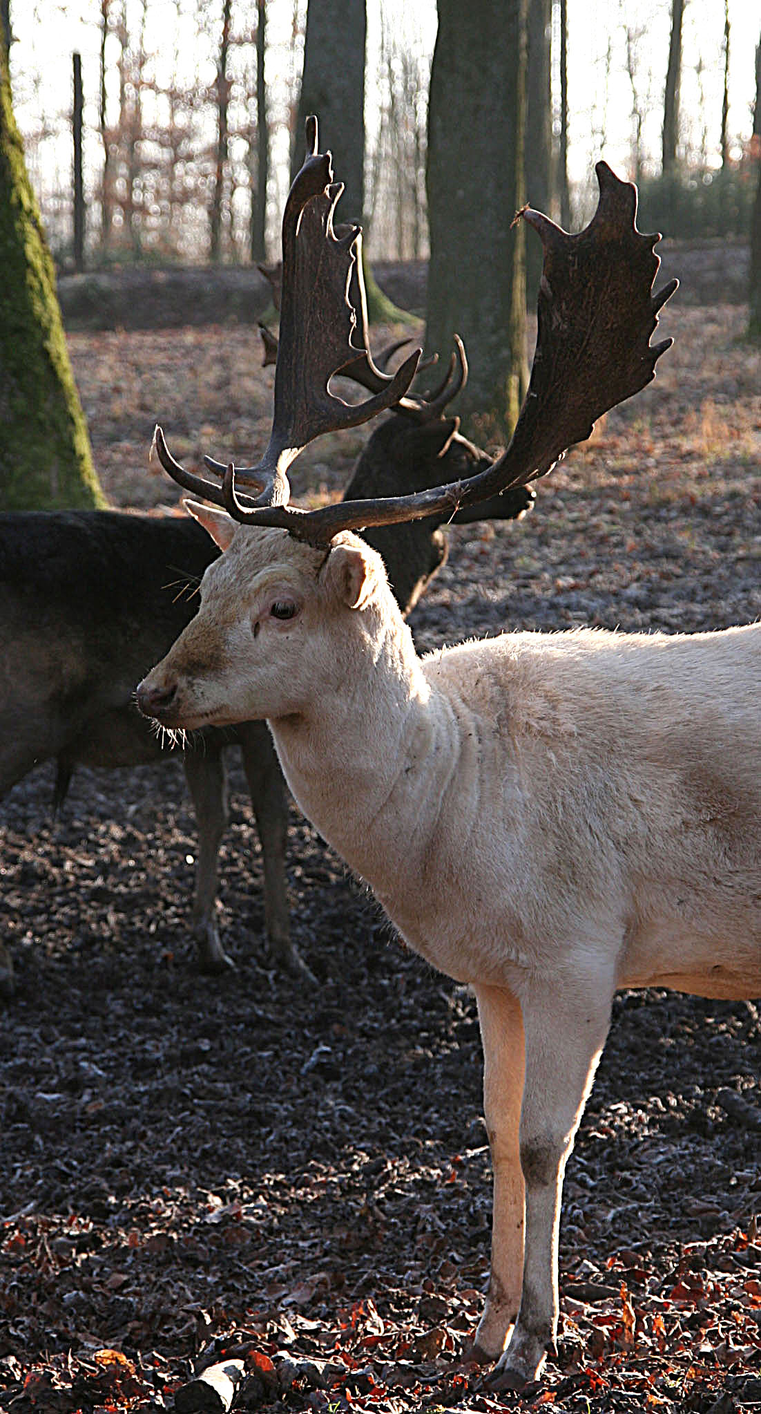Rotwild - Damwild - naturfoto-schmidt.de