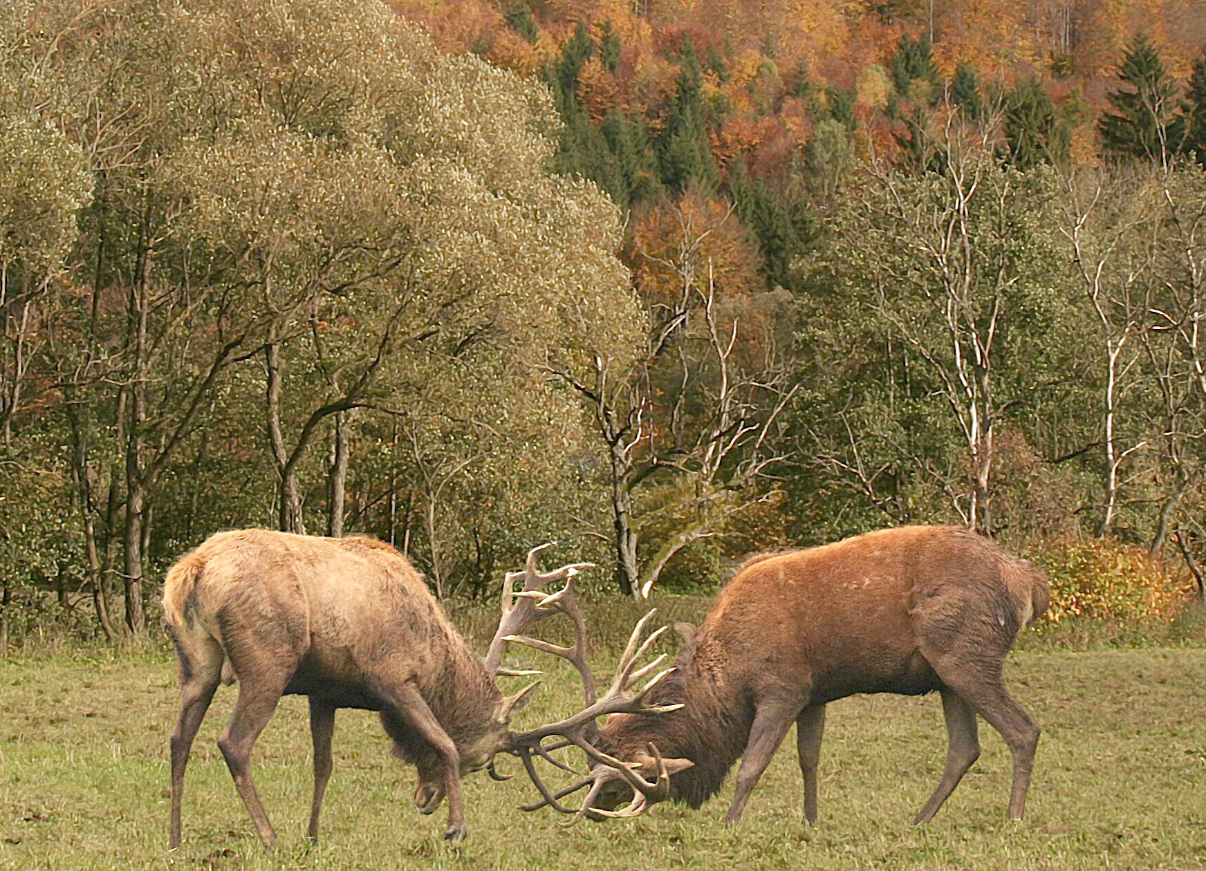Rotwild - Damwild - naturfoto-schmidt.de