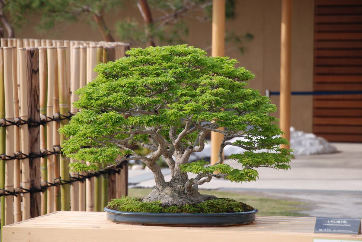 BONSAI TIPO AHUEHUETE - Página web de swenseibuddhazenarbolebonsai