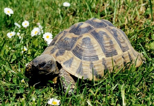 Über mich... - reptil.jimdo.com - Schnellbacher's Schildkrötenfarm