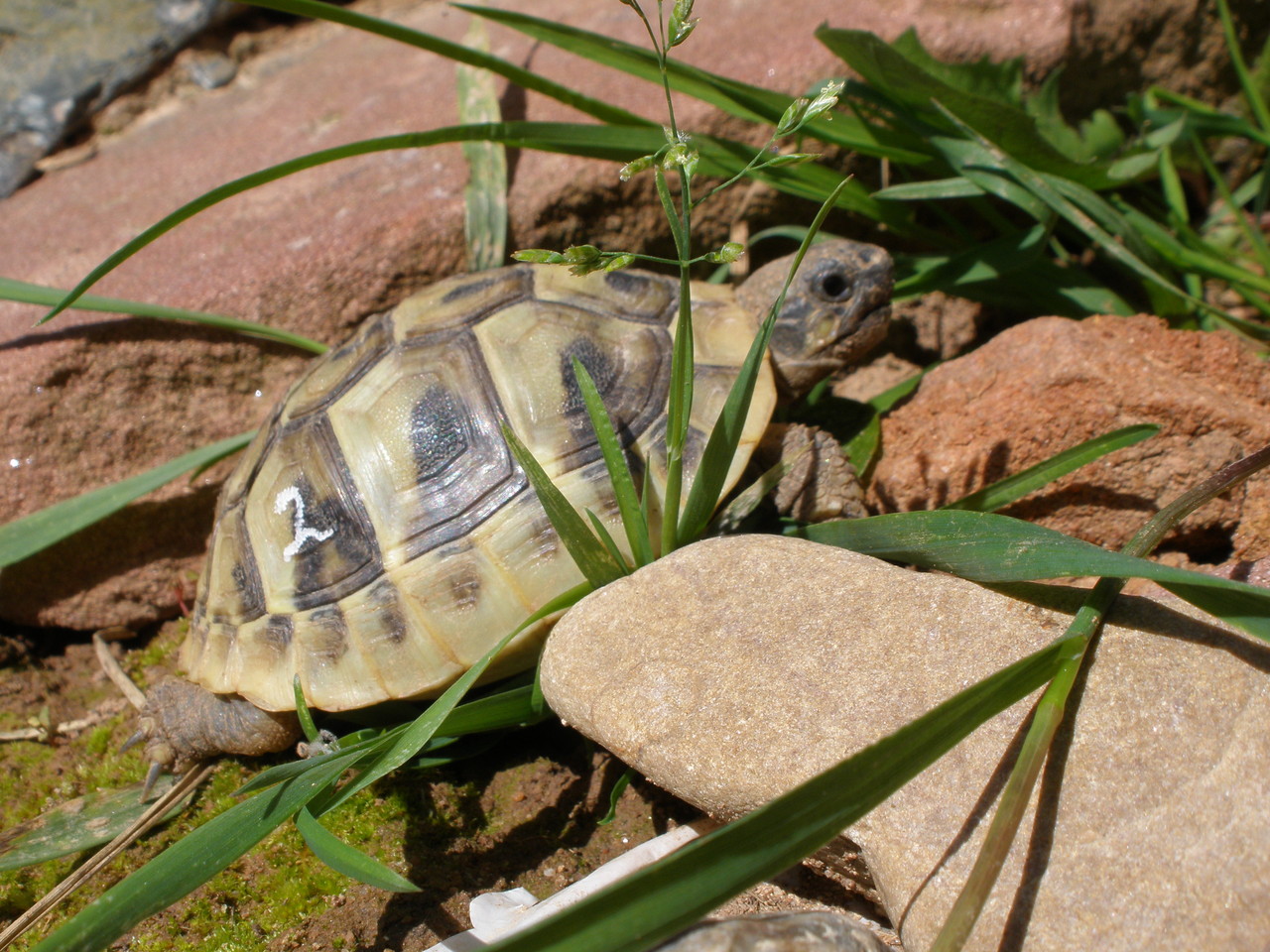 reptil.jimdo.com - Schnellbacher's Schildkrötenfarm - reptil.jimdo.com ...