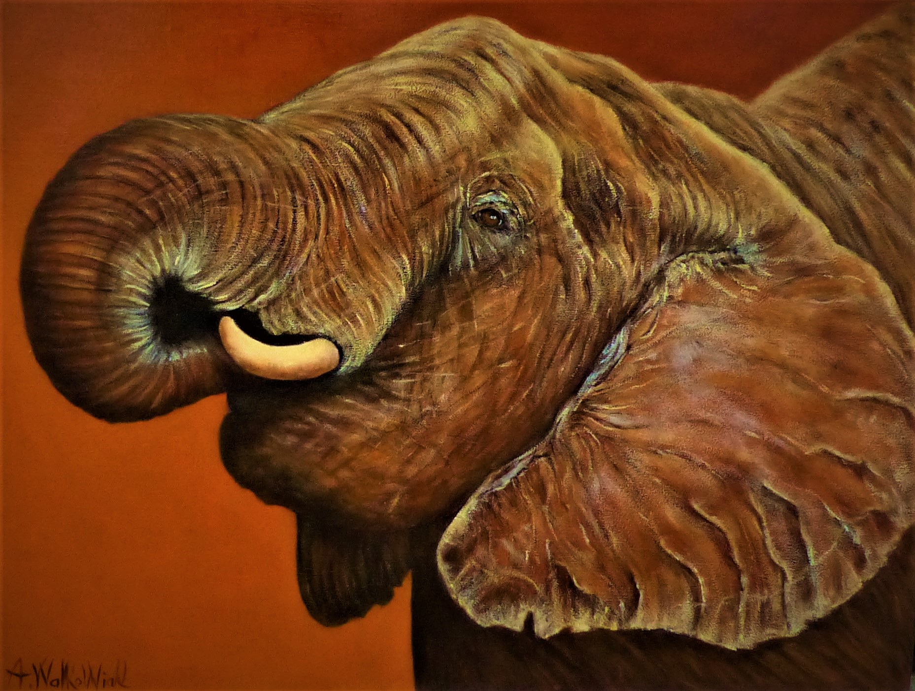 Pachydermes - Annie walkowiak!