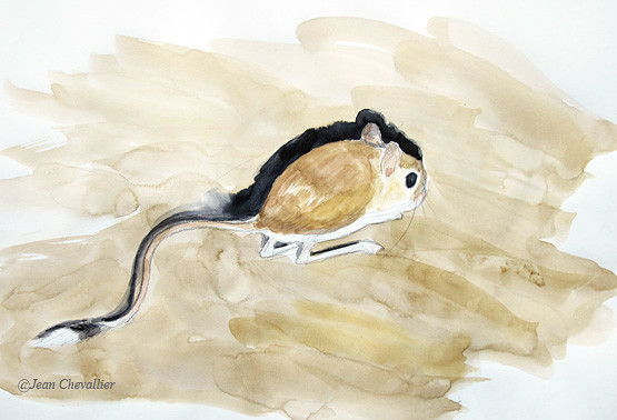 Sahara occidental : gerboise - jean chevallier illustrateur naturaliste ...