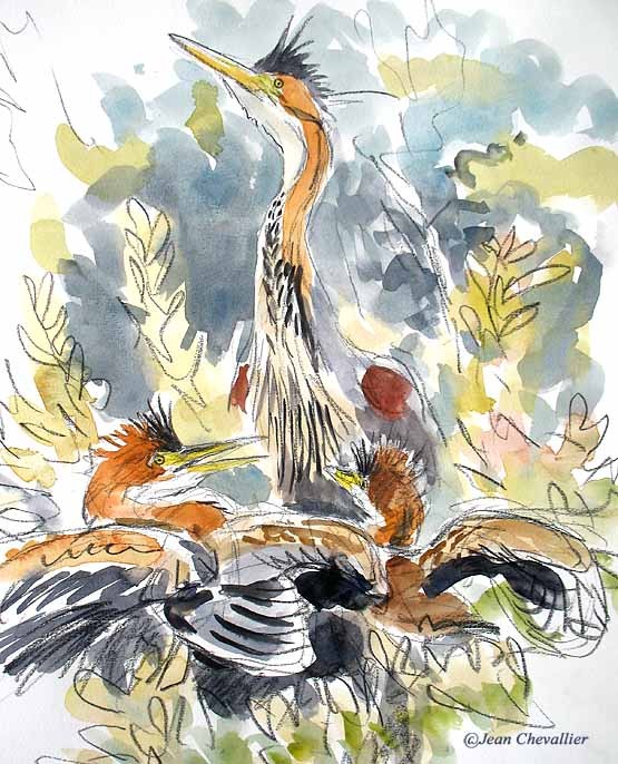 Animation - jean chevallier illustrateur naturaliste peintre animalier