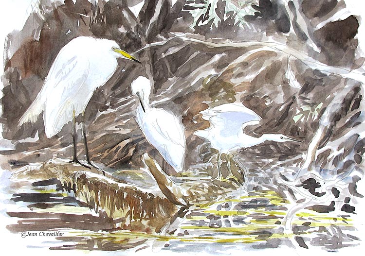 Au lac - jean chevallier illustrateur naturaliste peintre animalier