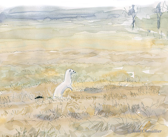 Blanche - jean chevallier illustrateur naturaliste peintre animalier