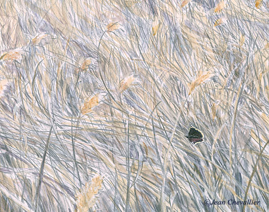 INSECTES - jean chevallier illustrateur naturaliste peintre animalier