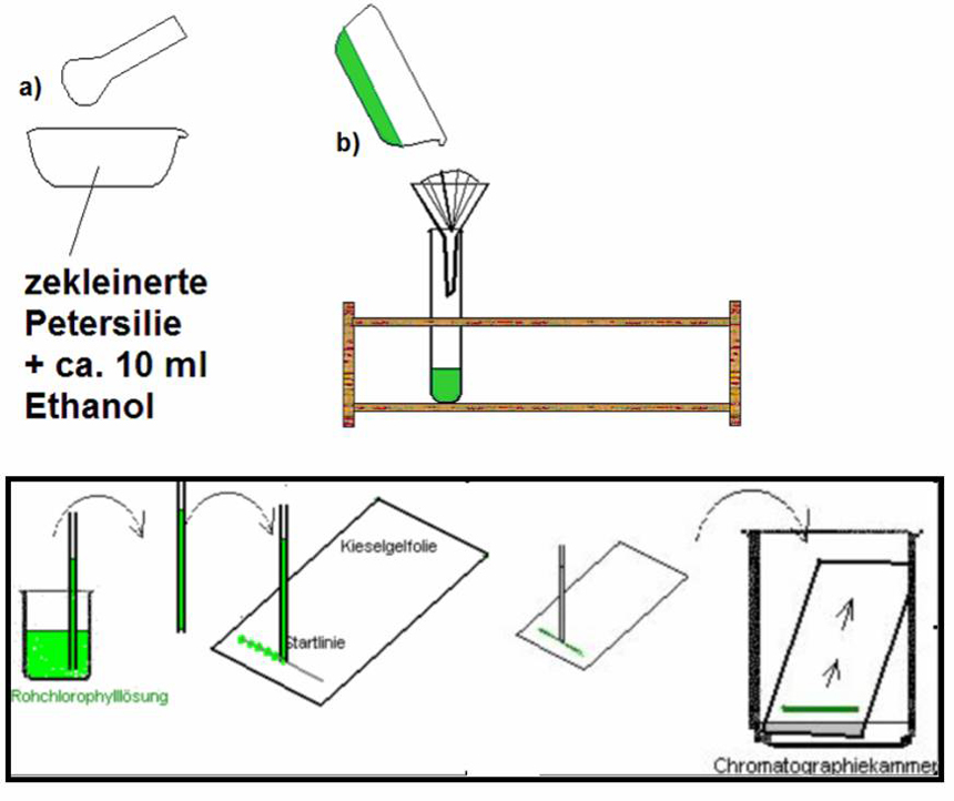 Trennung der Blattfarbstoffe durch Chromatographie - Unterrichtsstunden ...