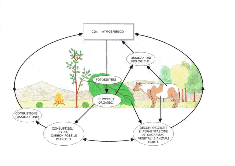 Ecosistemi e Cicli Biogeochimici - Benvenuti su biologia2at!