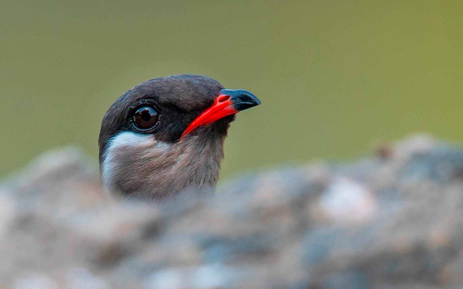 Murchison Falls National Park - Les bectrotters, voyages naturalistes
