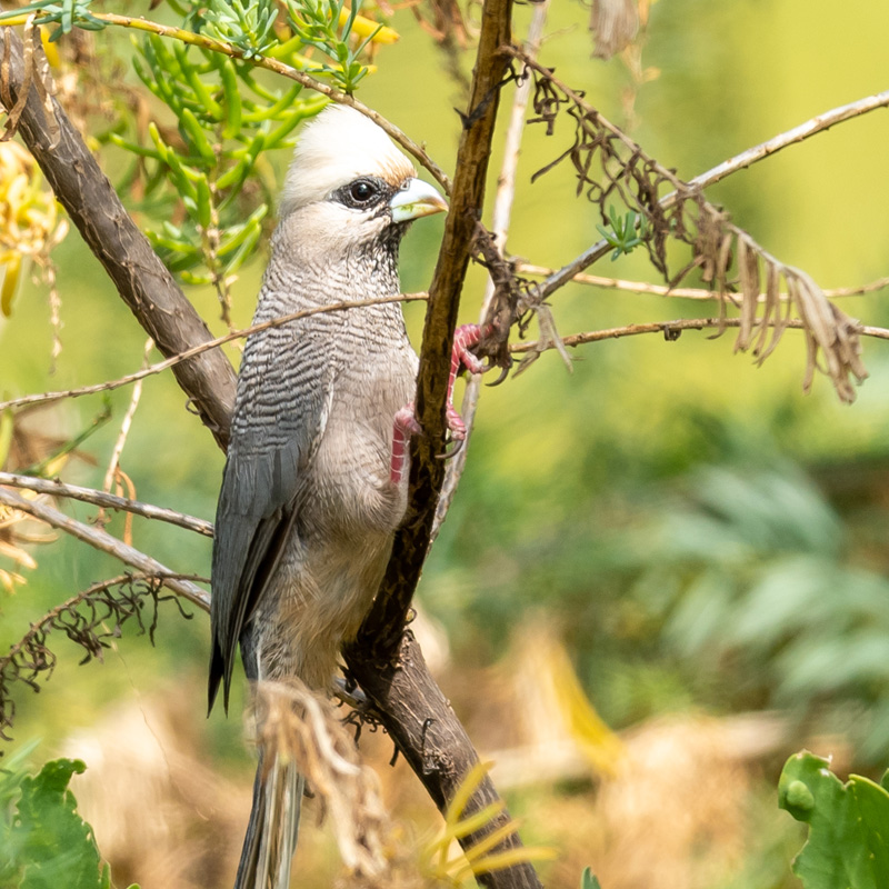 Mkomazi National Park - Les bectrotters, voyages naturalistes