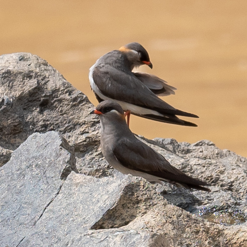 Kakum national park - Les bectrotters, voyages naturalistes