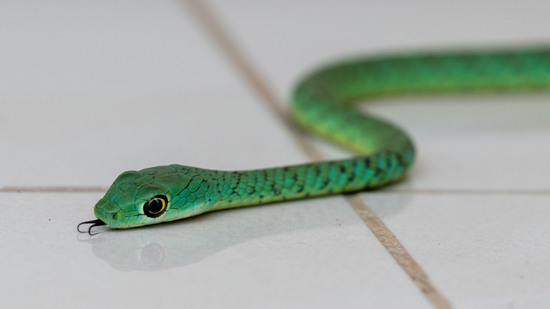 Serengeti National park and Ngorongoro Conservation Area - Les ...