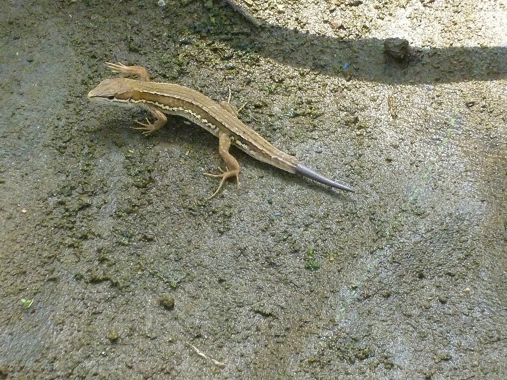 トカゲちゃんのしっぽ - 利右衛門農園