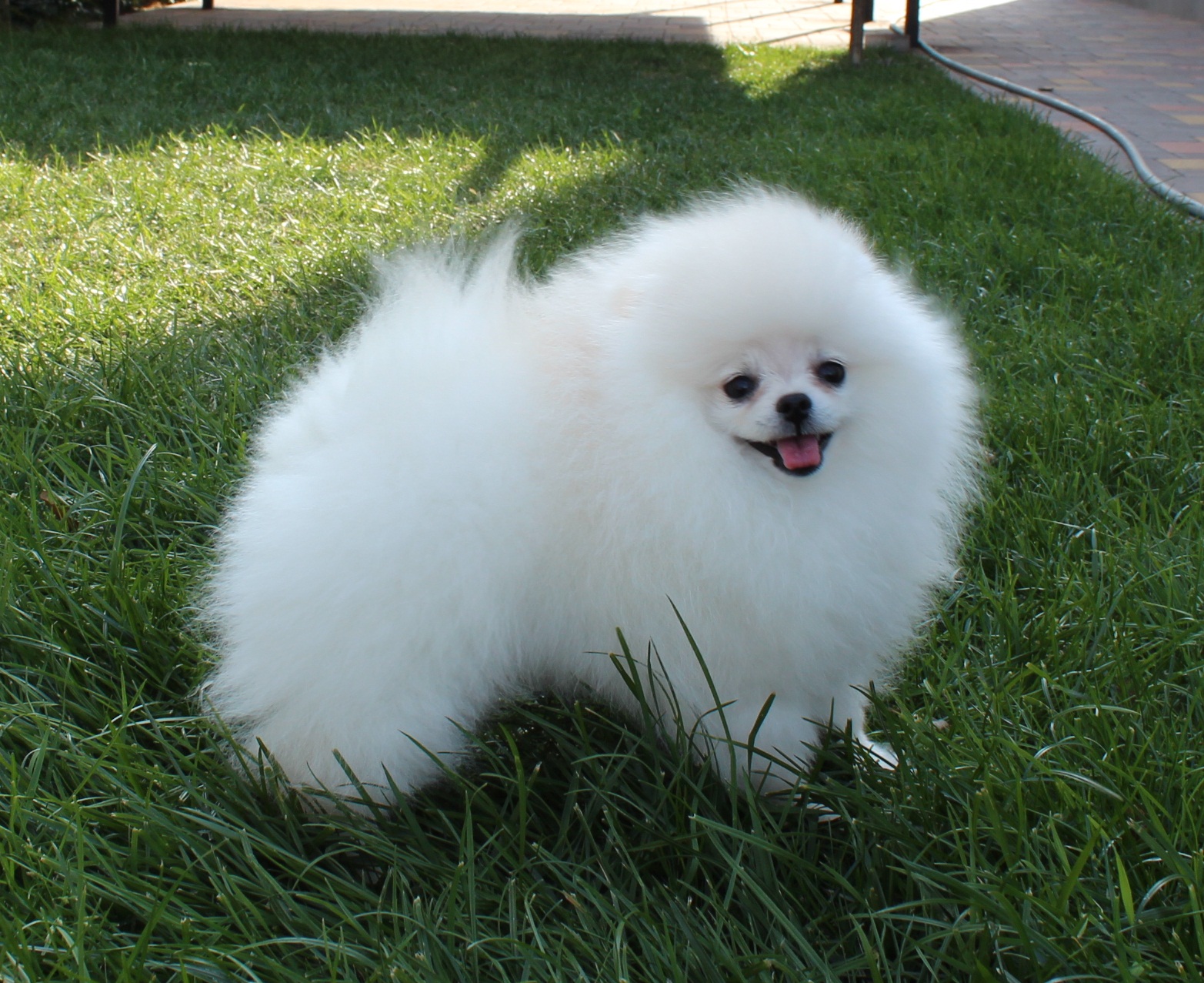 Golden Fluffy - Сайт golden-fluffy!