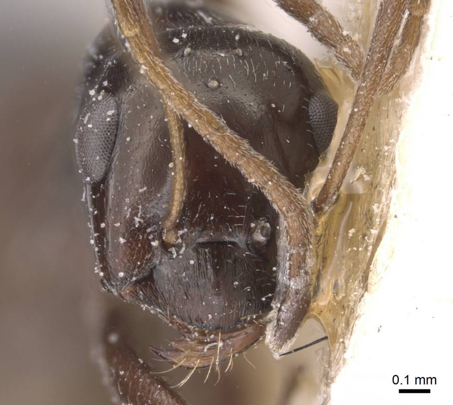 Proformica nitida (Kuznetsov-Ugamsky, 1923) - antvidkz