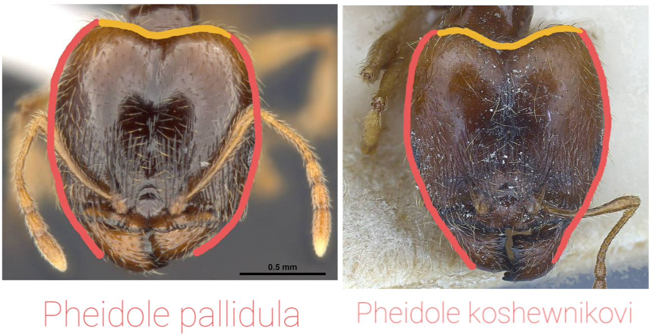 Pheidole pallidula (Nylander, 1849) - AntsKZ