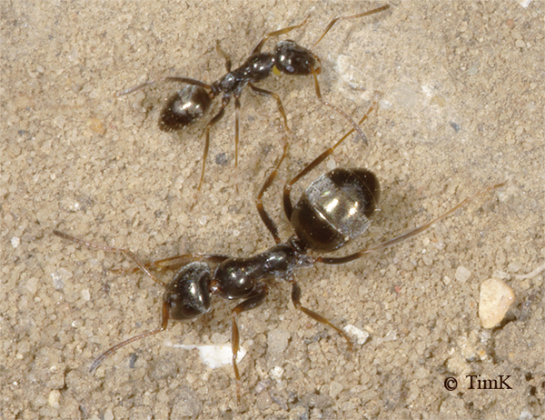 Proformica epinotalis (Kuznetsov-Ugamsky, 1927) - AntsKZ
