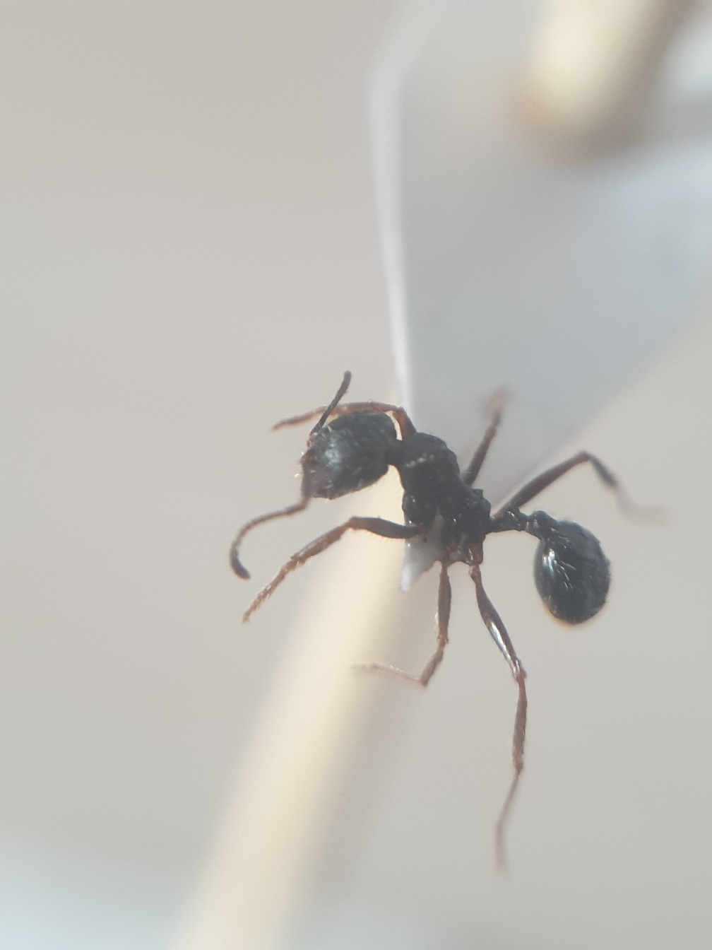 Messor muticus (Nylander, 1849) - antvidkz