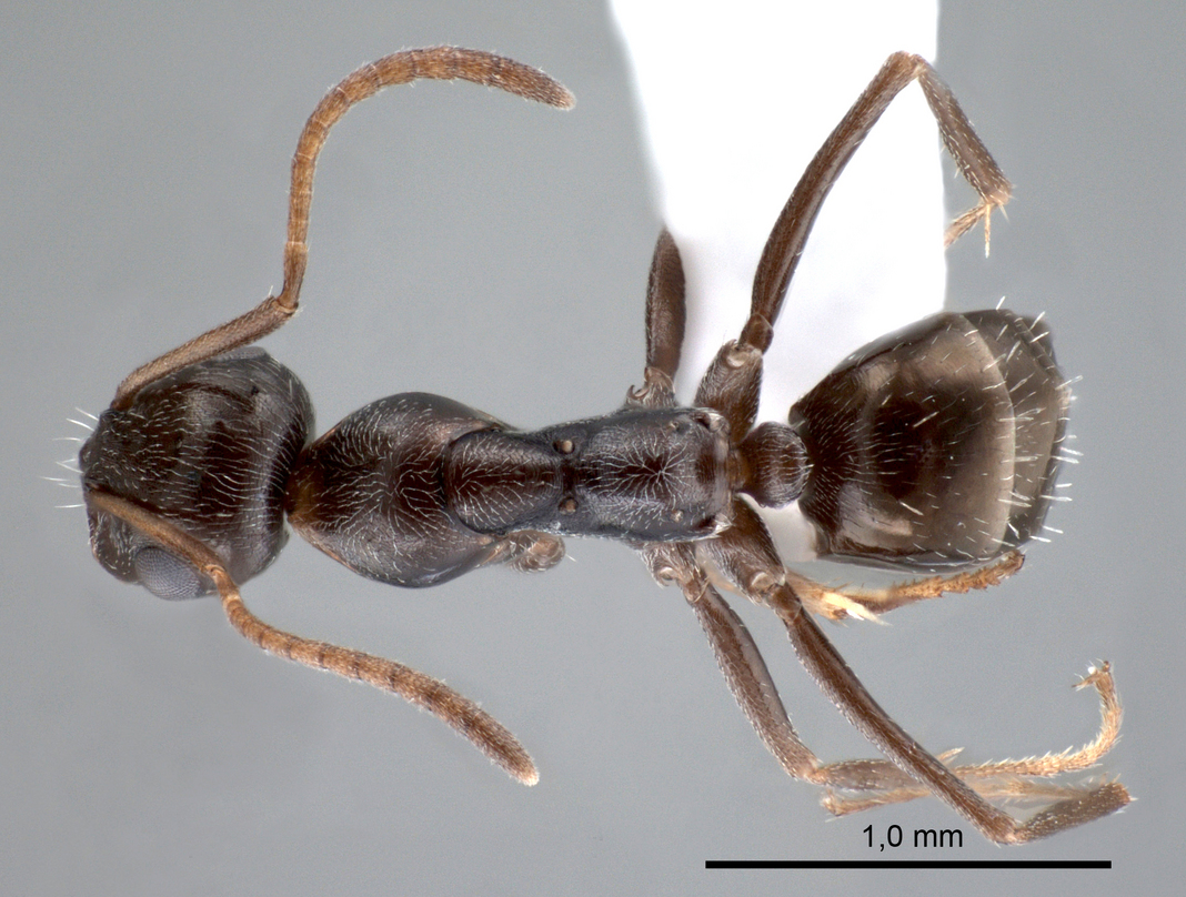 Proformica epinotalis (Kuznetsov-Ugamsky, 1927) - AntsKZ