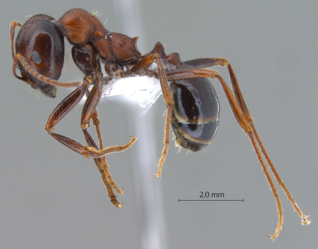 Messor incorruptus (Ruzsky, 1923) - antvidkz