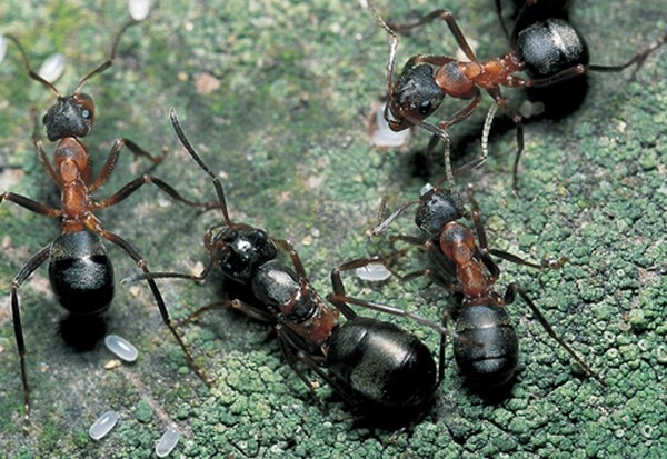 Formica pressilabris (Nylander, 1846) - AntsKZ