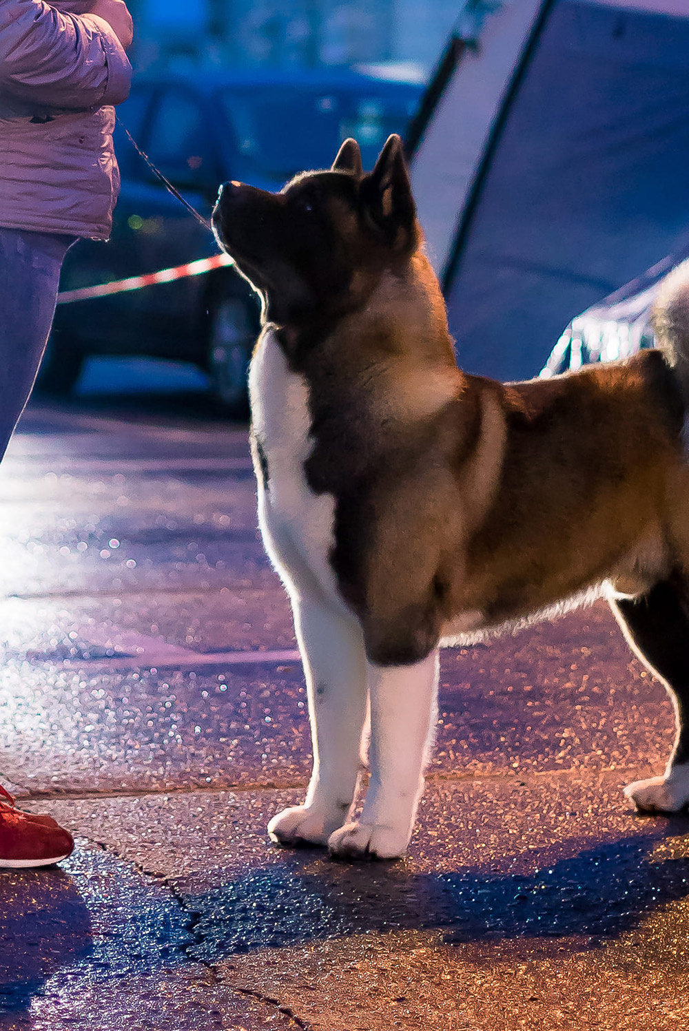 #113 BEST IN SHOW - INDEVOR kennel, JAROSLAVL, RUSSIA, breeder Victoria ...